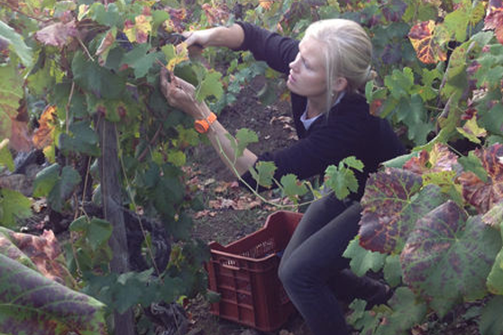 Freixenet Copestick Ltd T/A Jascots Wine Merchants - Tenuta di Aglaea
